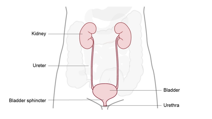 What is a Stoma? Stoma Function and Types Explained - B. Braun
